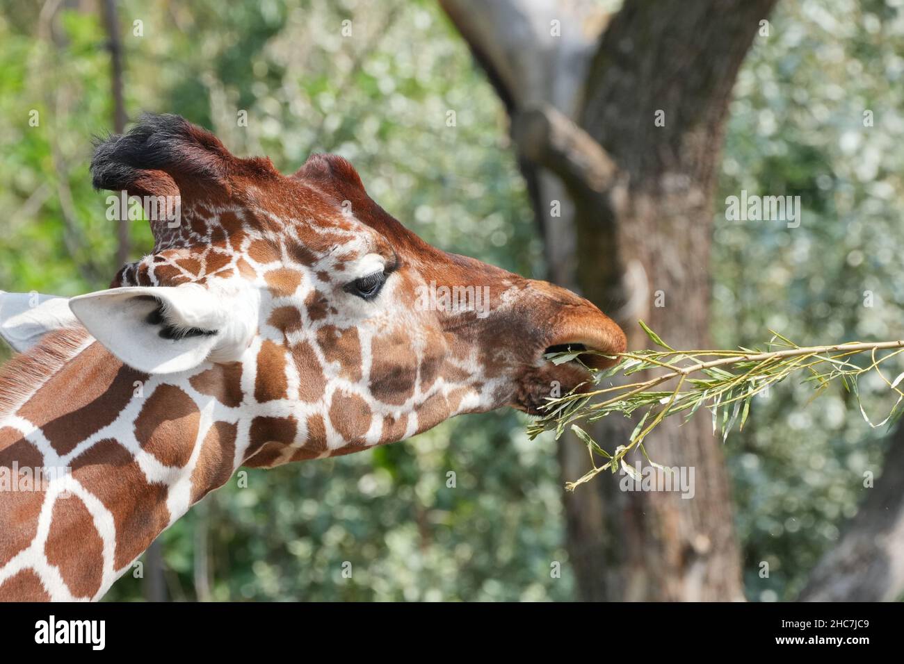 Closeup of a giraffe eating plants Stock Photo - Alamy