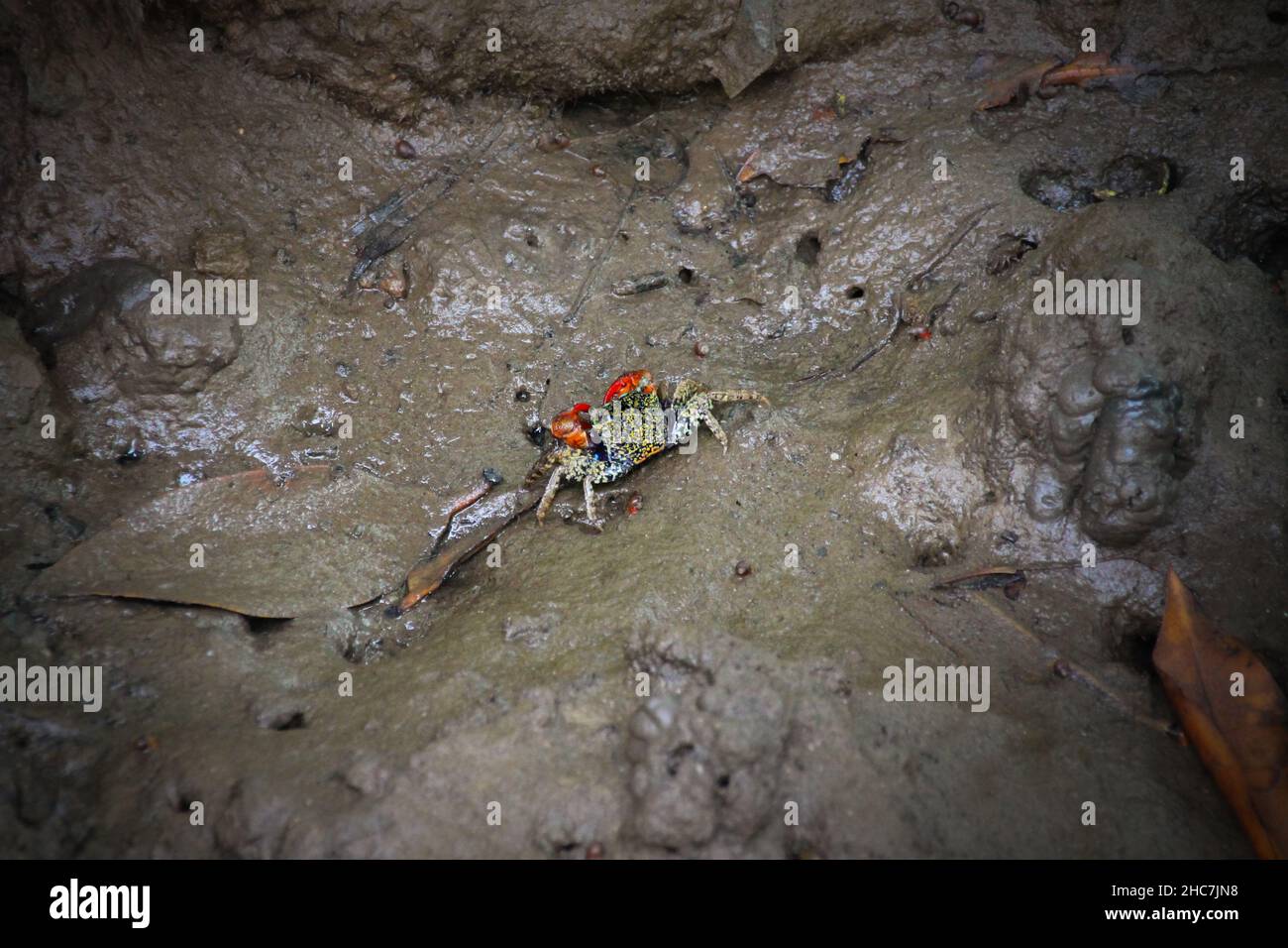 Mangrove tree crab hi-res stock photography and images - Alamy