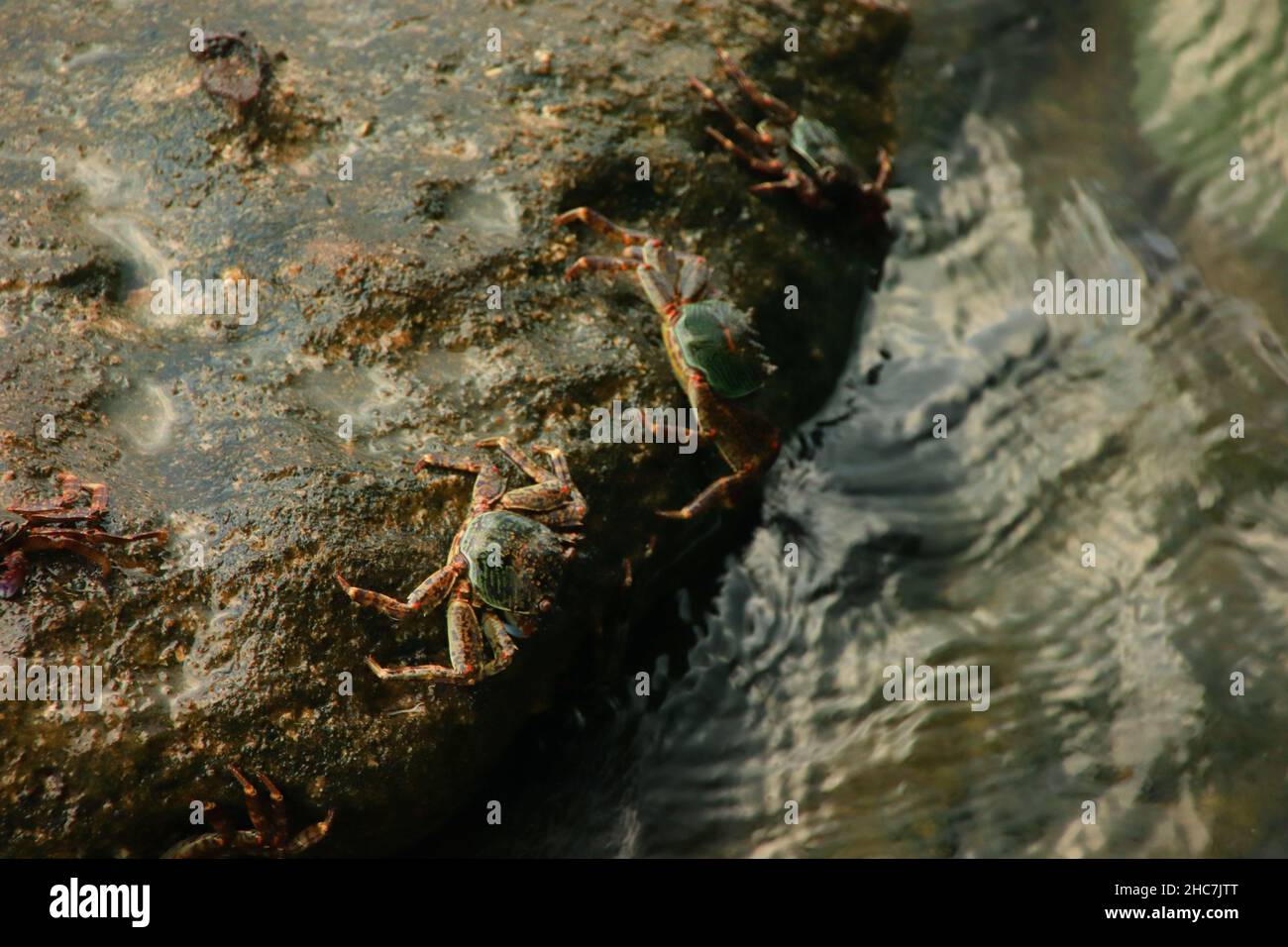 Clinging to a rock hi-res stock photography and images - Alamy