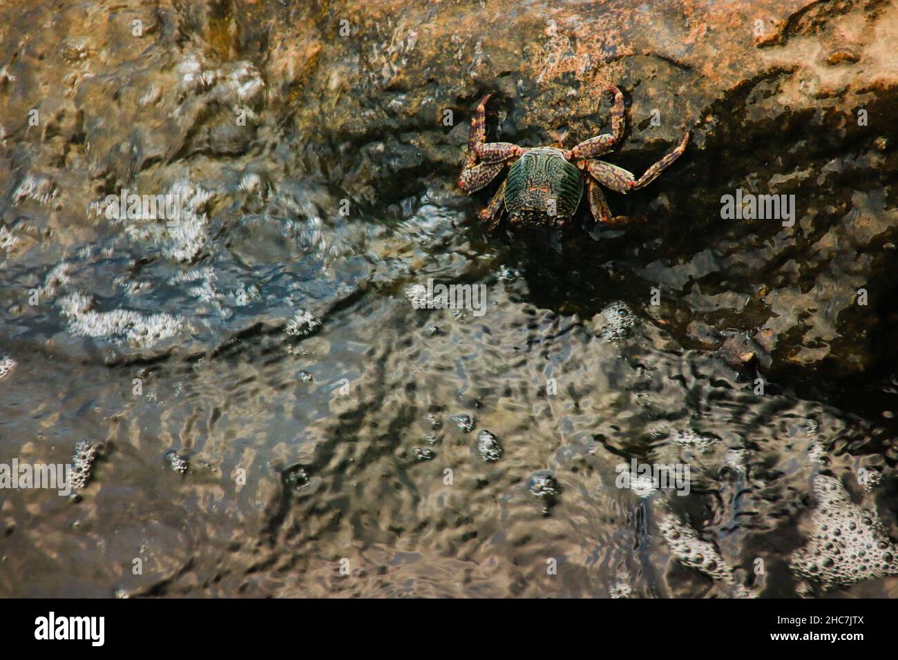 Marine life clinging to rock hi-res stock photography and images - Alamy