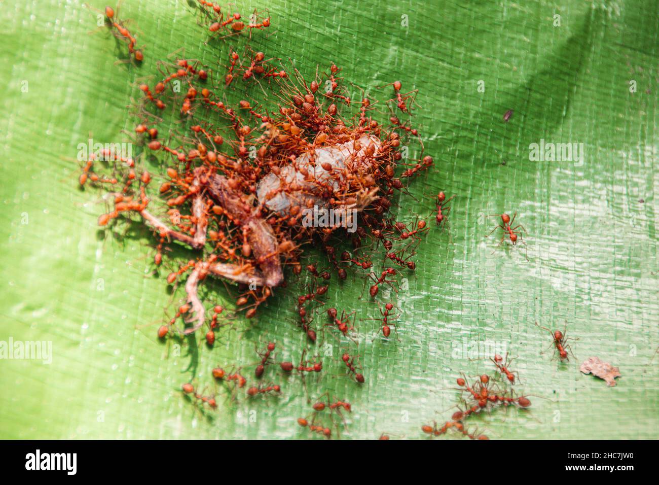 Dead frog eaten by swarm of ants Stock Photo - Alamy