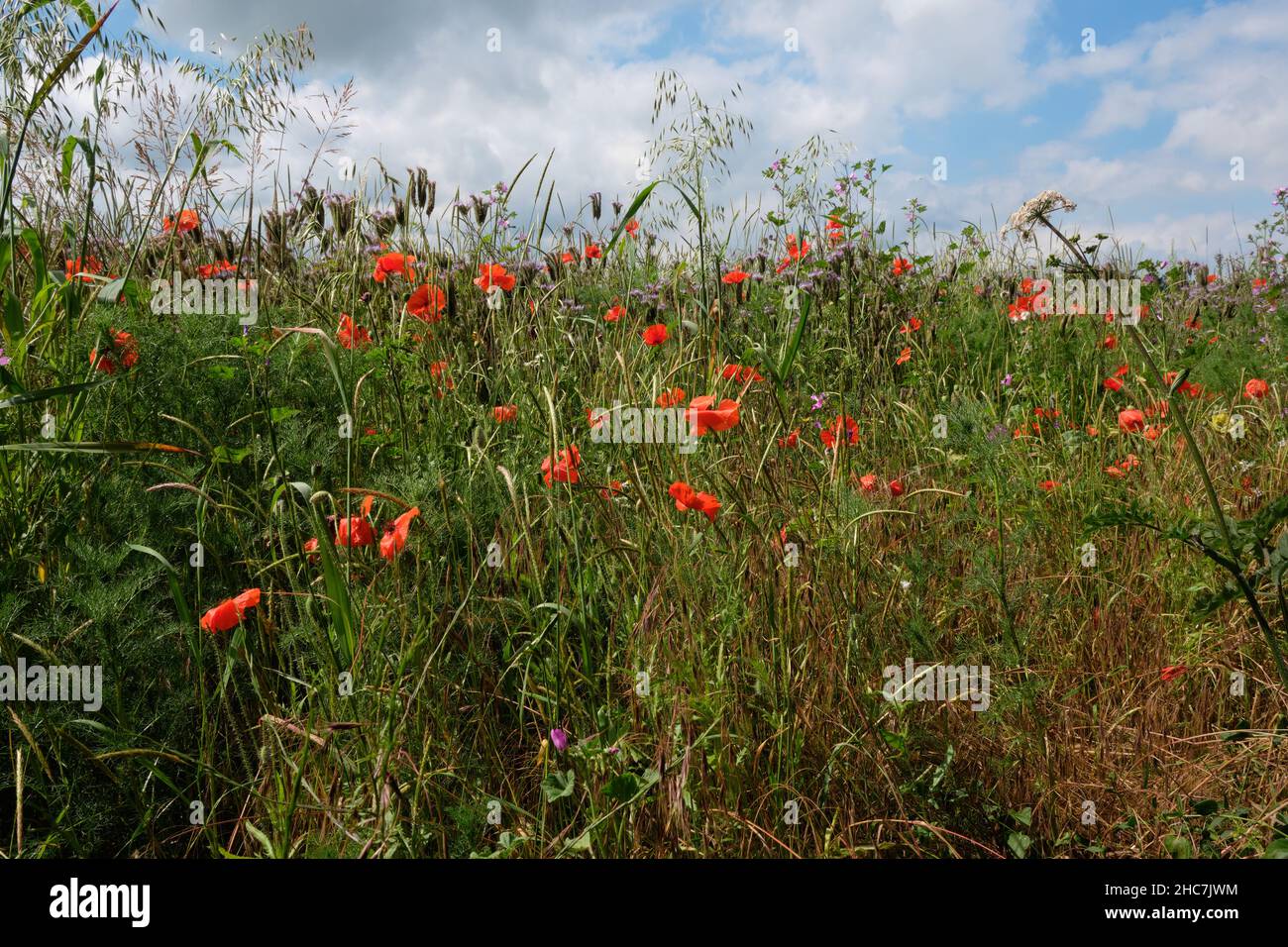 English hedgerow hi-res stock photography and images - Alamy