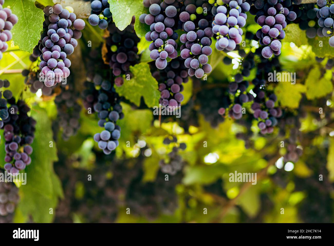 Bunch of dark grapevines in a garden with a blurred background Stock ...