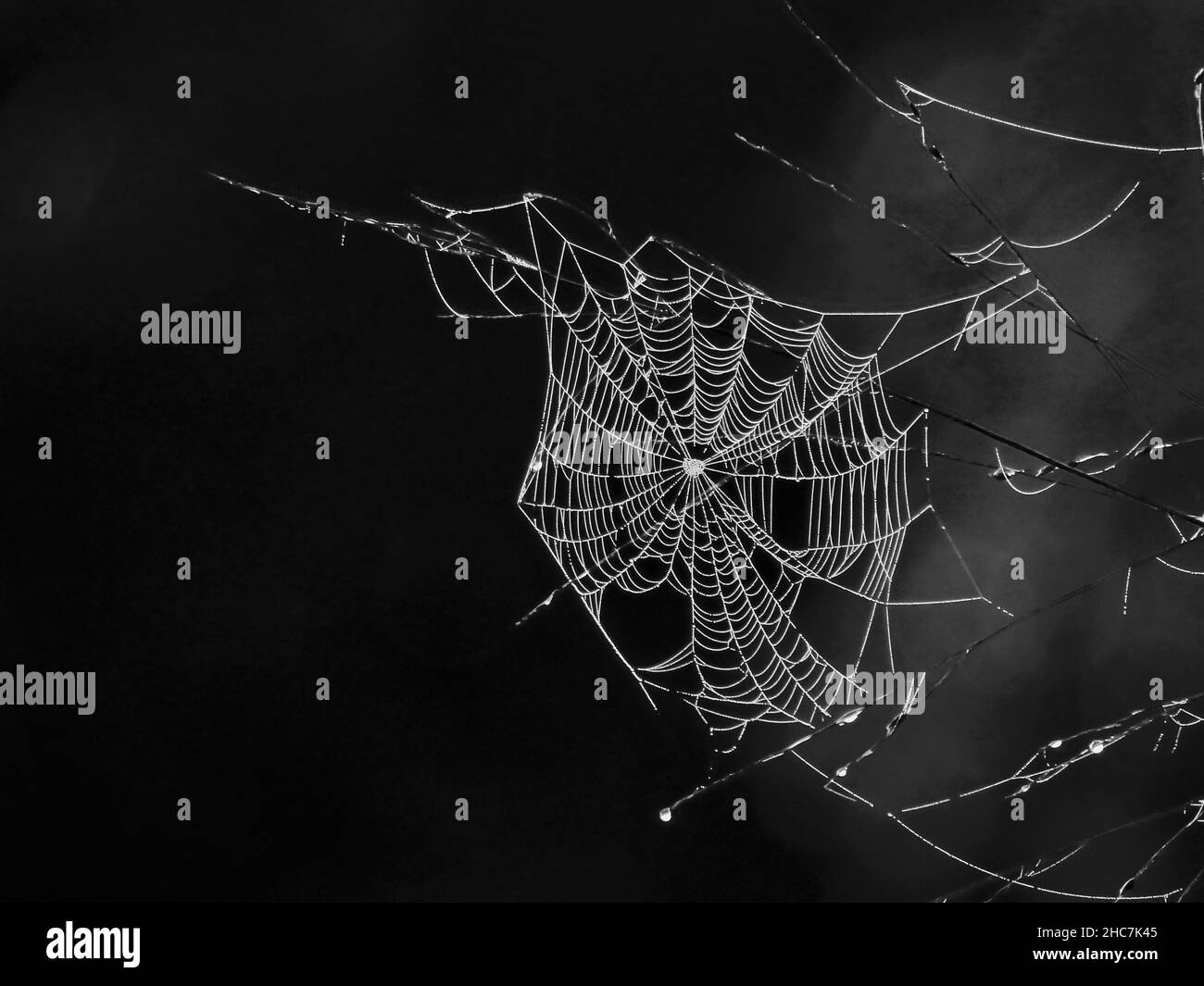 Grayscale shot of a beautiful spiderweb in between the thin branches on ...