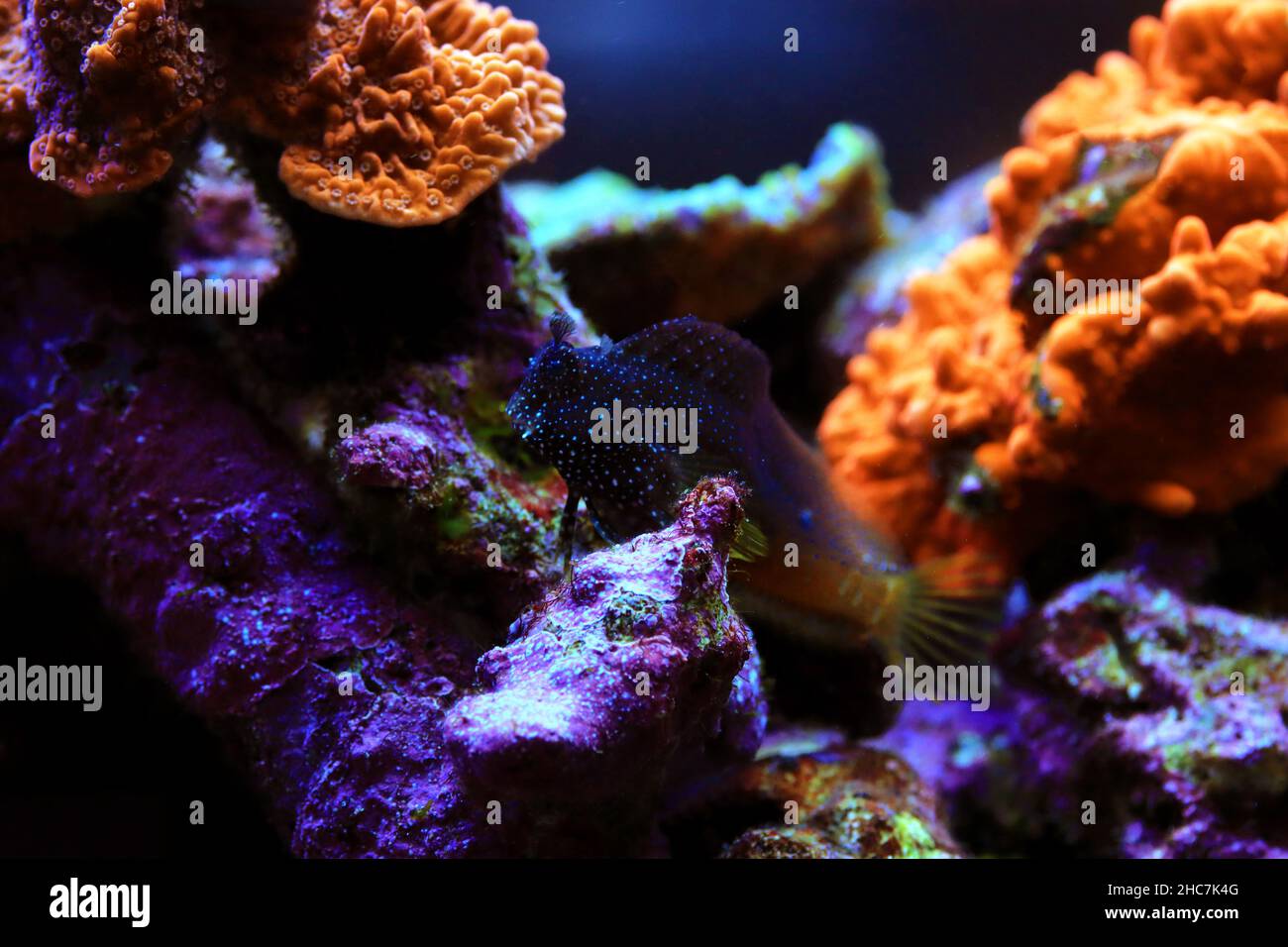 Starry Blenny or Snowflake Blenny fish - (Salarias ramosus Stock Photo ...
