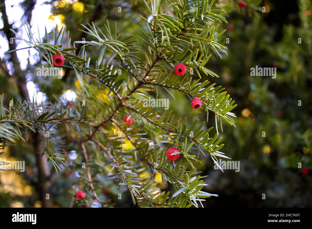 Close-up shot of a yew berry tree branch Stock Photo - Alamy