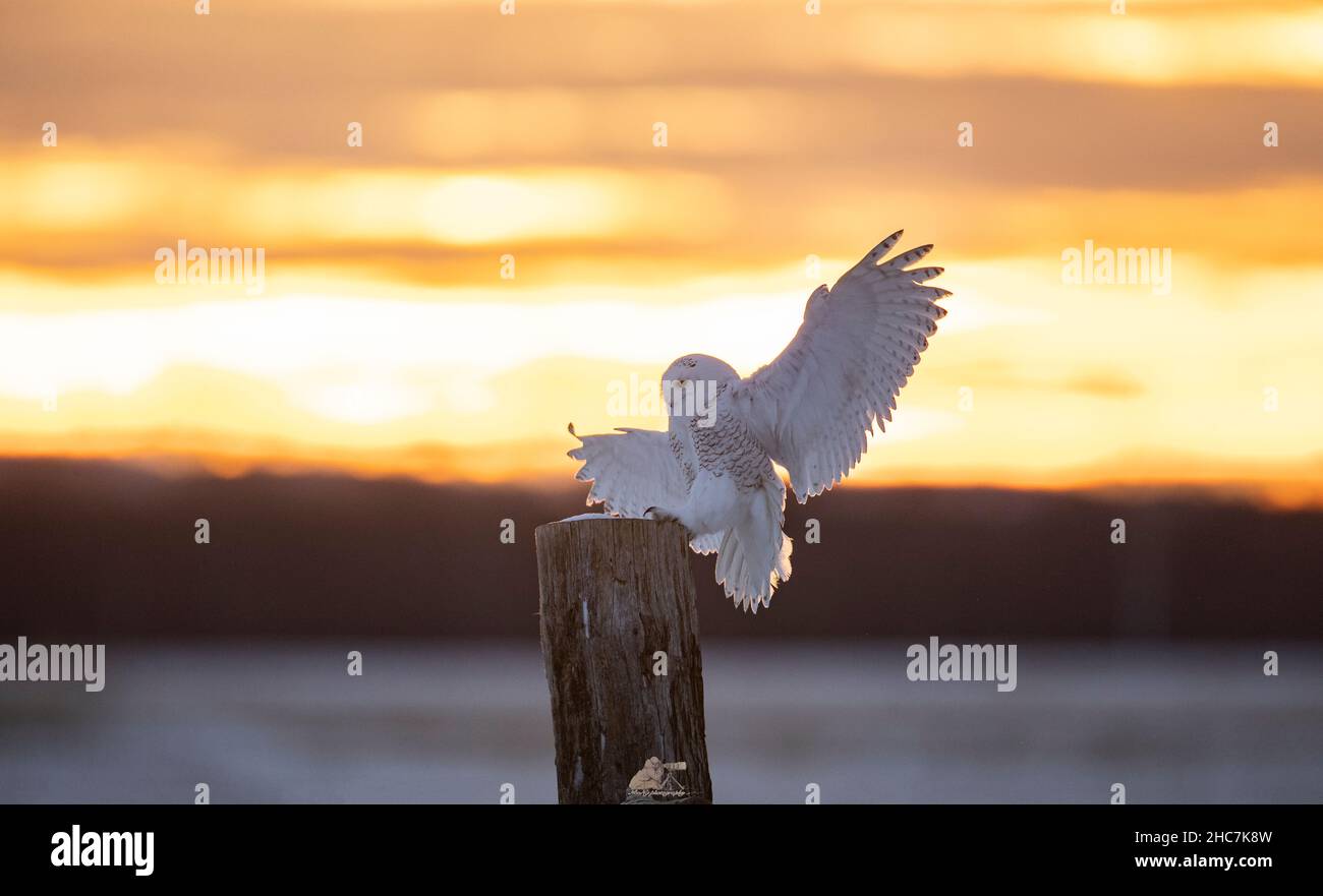 Closeup shot of a white owl perched on a wooden column Stock Photo - Alamy