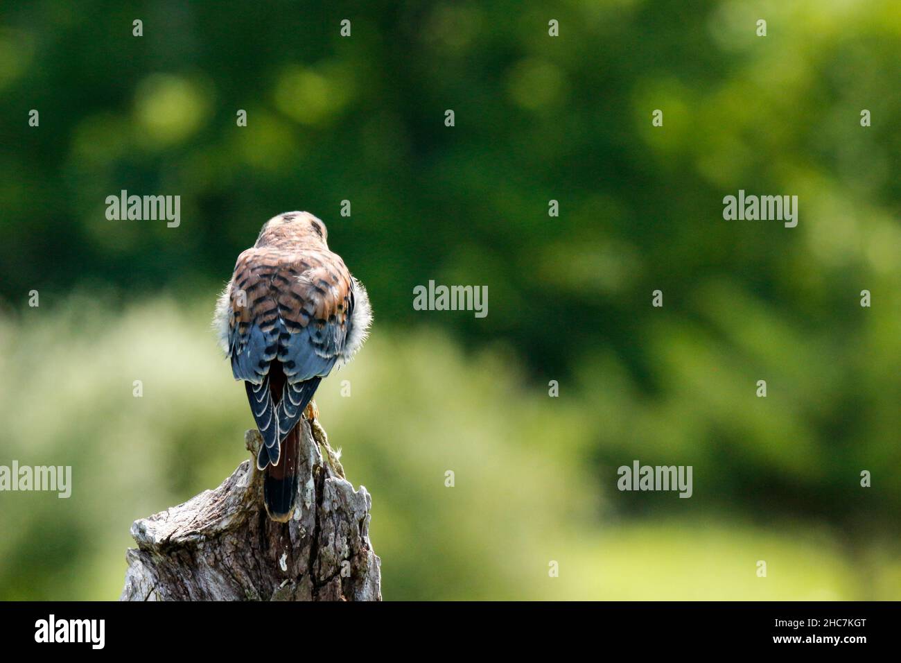 Female american kestrel beautiful hi-res stock photography and images ...