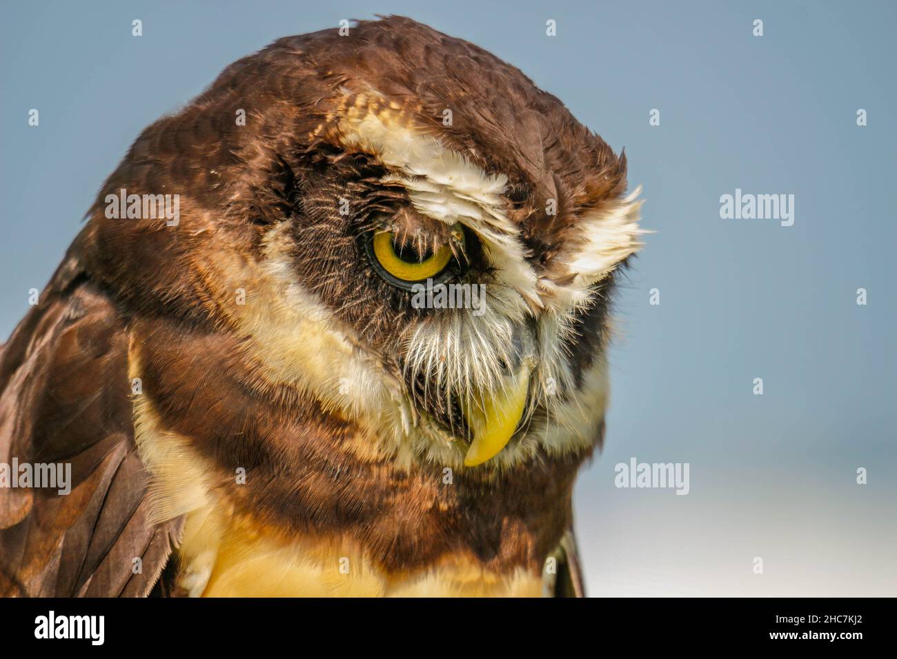 Spectacled Owl - Pulsatrix perspicillata large tropical owl native to ...