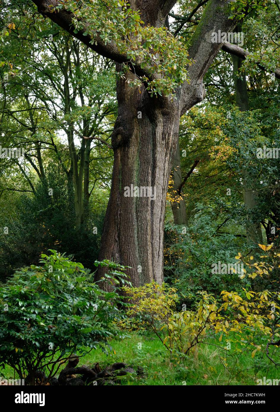 Beautiful wood texture showing hi-res stock photography and images - Alamy