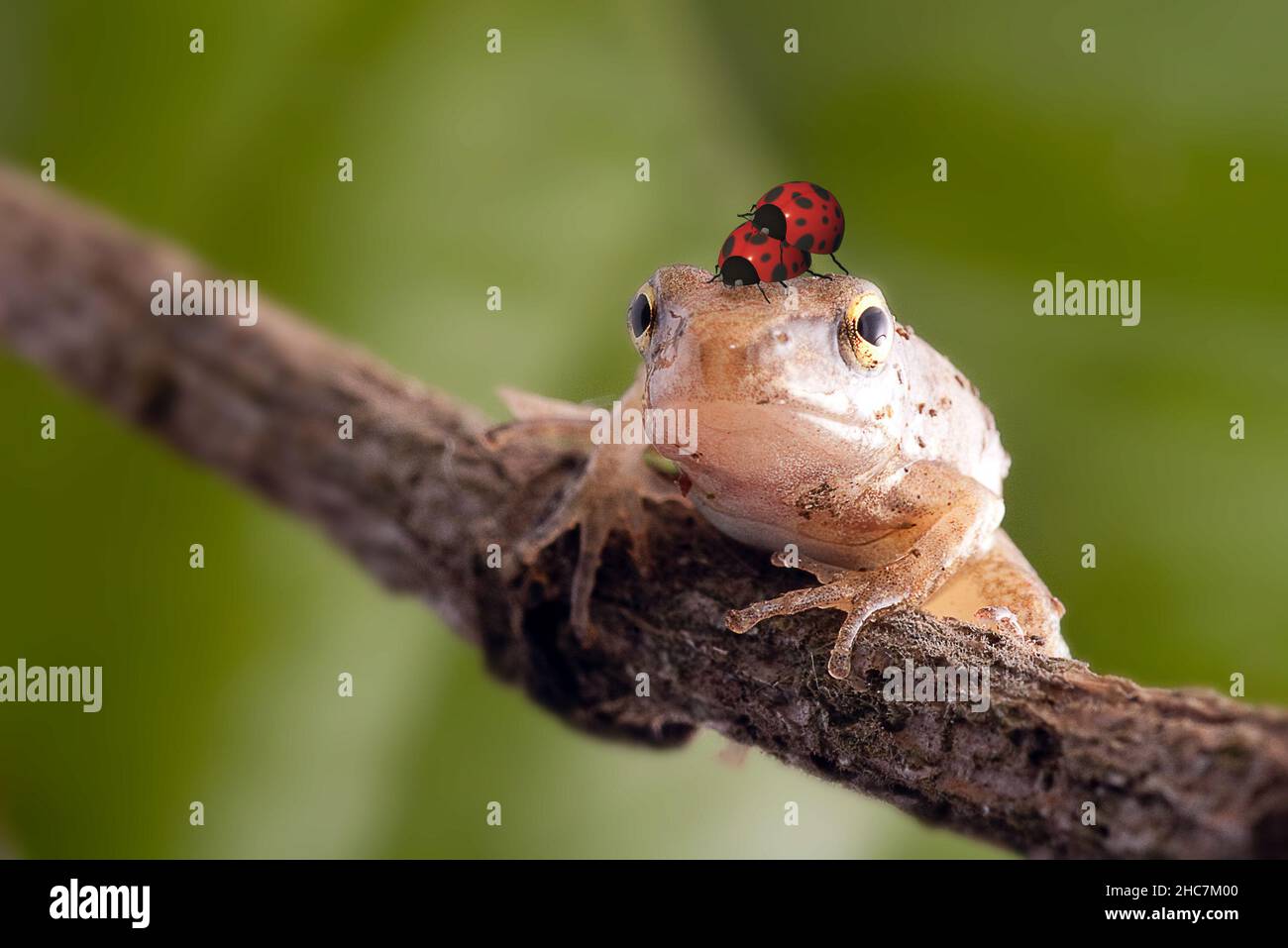 Dumpy frog hi-res stock photography and images - Alamy