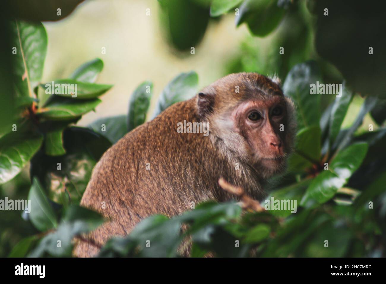 Monkey among tree leaves in a jungle Stock Photo - Alamy