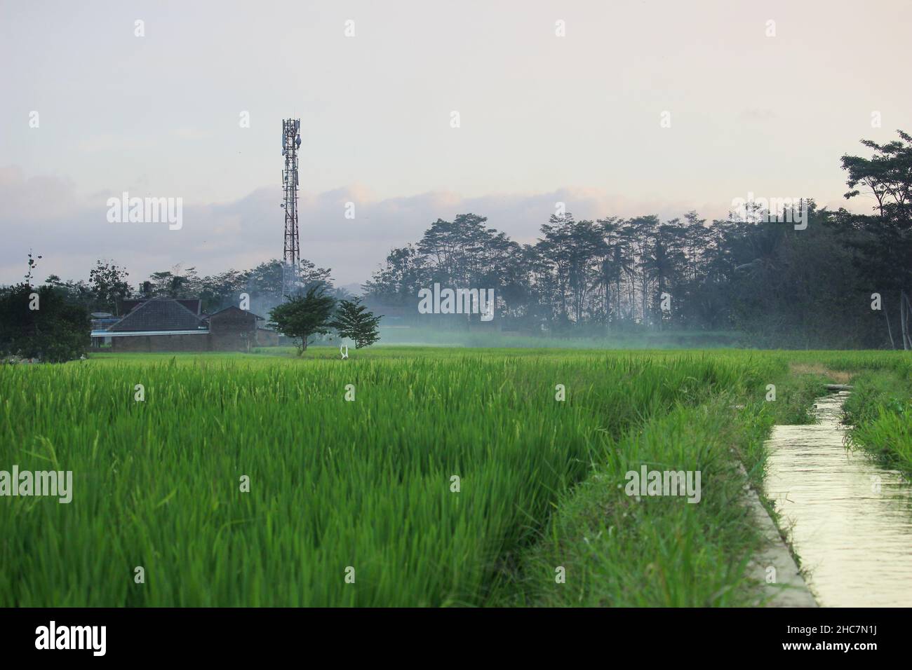 The atmosphere of rice fields on the edge of a beautiful and cool ...