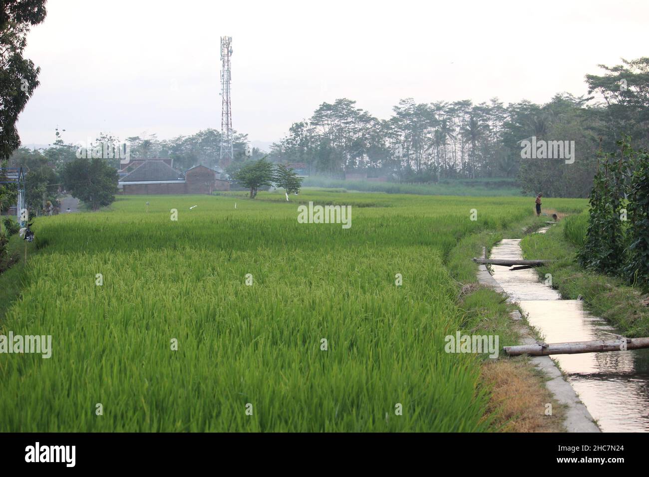 The atmosphere of rice fields on the edge of a beautiful and cool ...