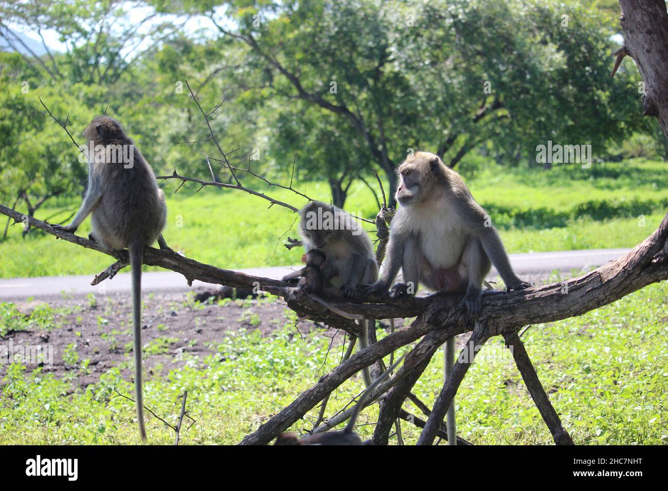 monkey chatting with his cute and spoiled family in the savanna of ...