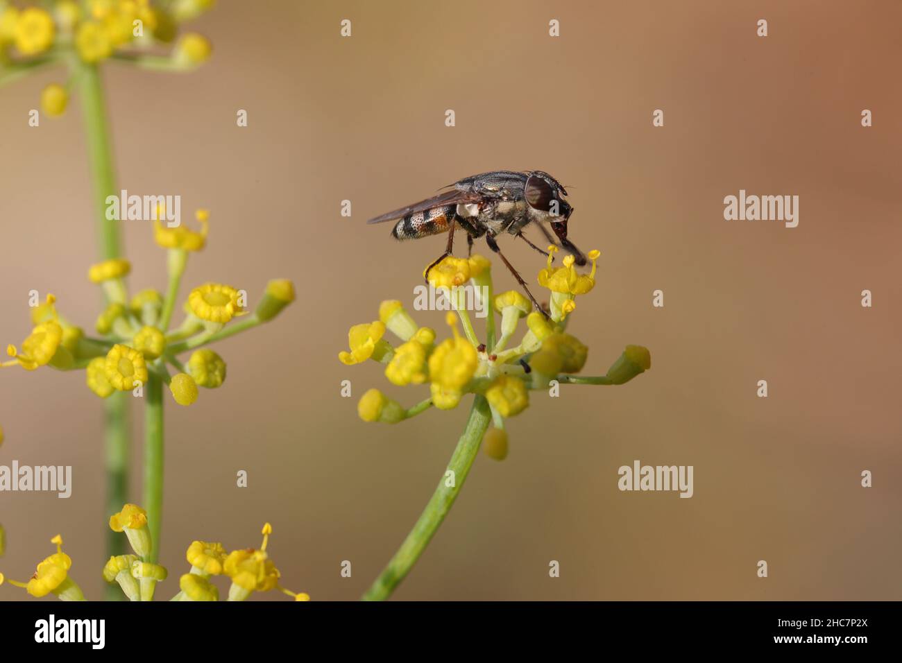 Female locust blowfly, Stomorhina lunata. Malta, Mediteranean Stock ...