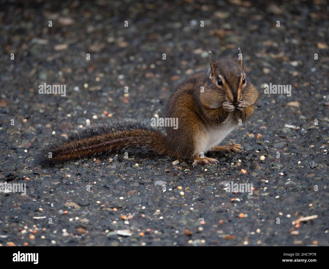 Close up of a chipmunk eating birdseed and stuffing food in its cheeks ...