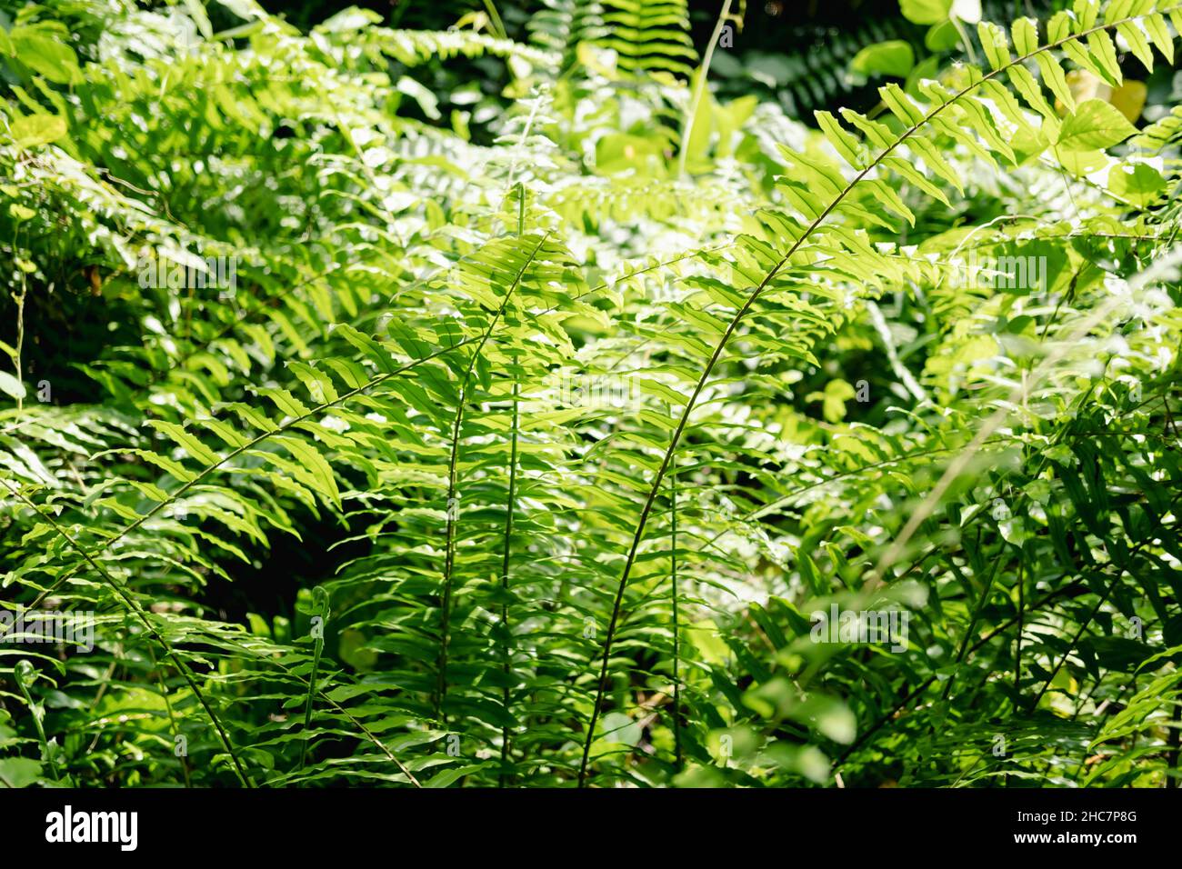 Fern tree in the forest. Close-up of green fern leaf. Beautiful Natural ...