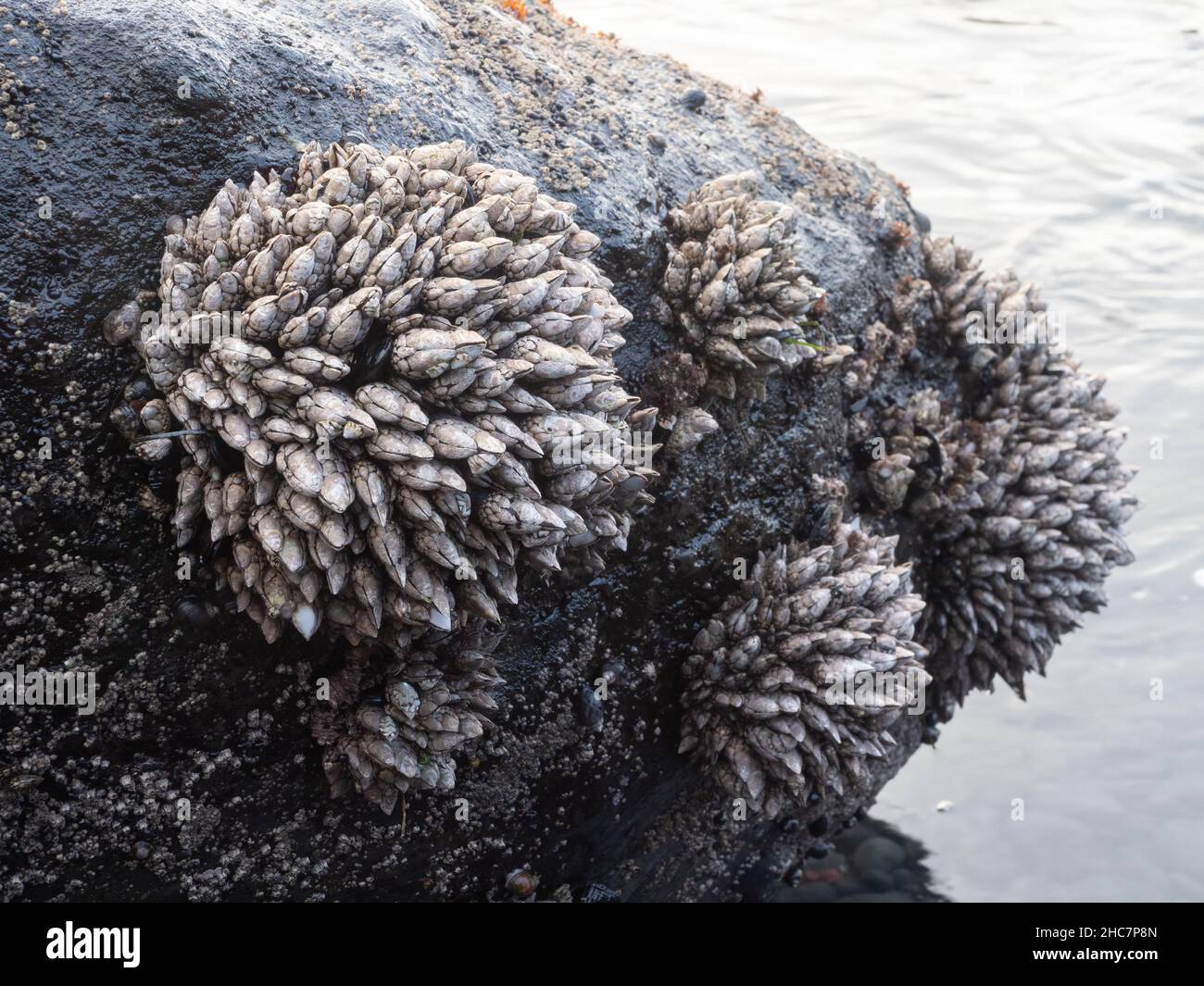 Several clumps of gooseneck or goose barnacles on a black rock at ...