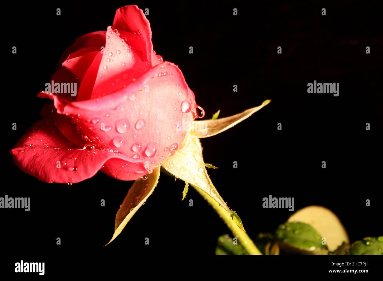 Red Rose Flower Black Backgound Image with Droplets in Part Shadow ...