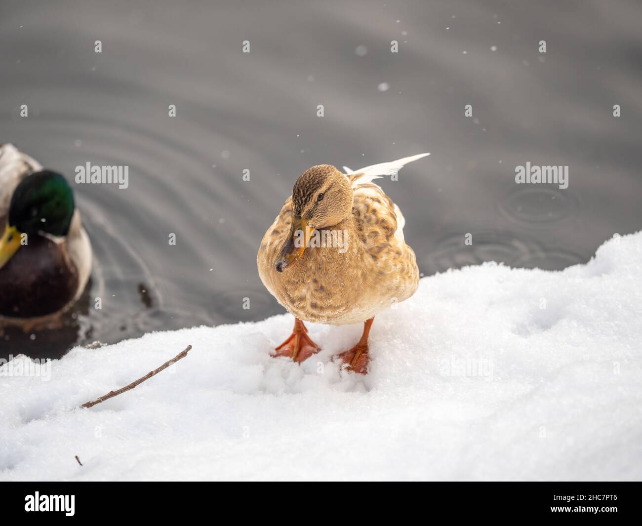 Yellow colored Mallard female Duck on the white snow background. Animal ...