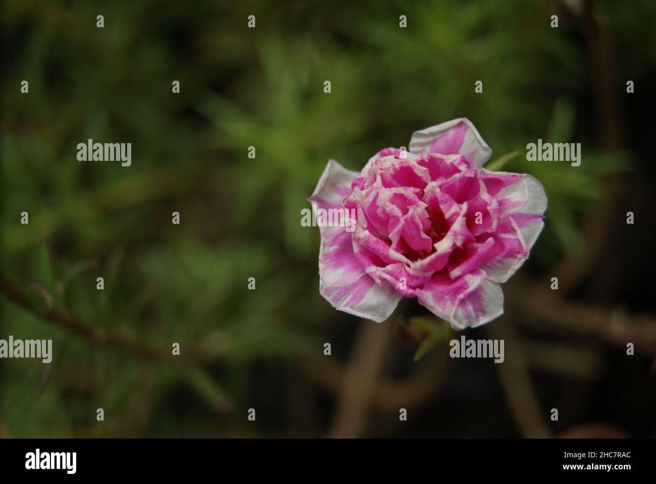Little wild flower bouquet hi-res stock photography and images - Alamy