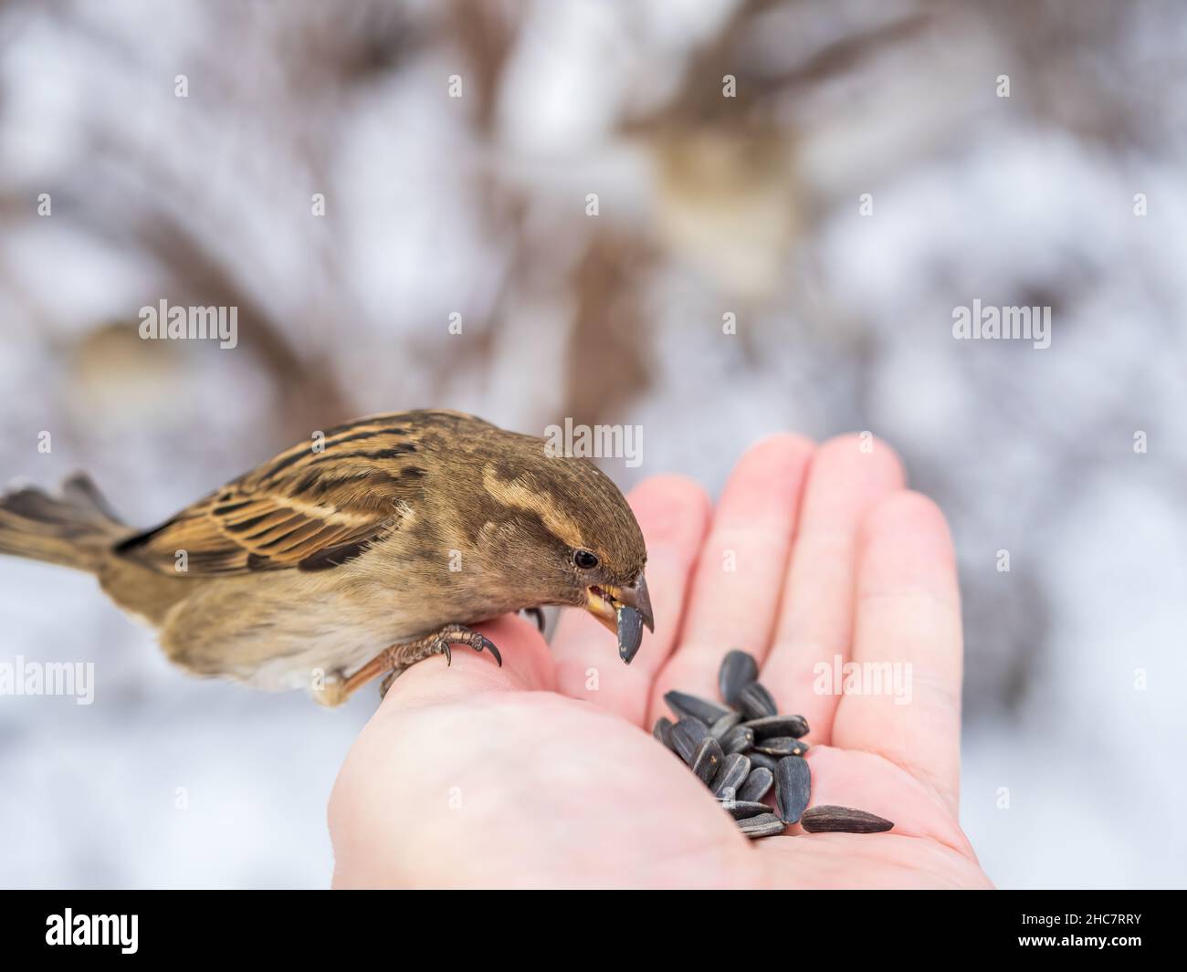Sparrow eats seeds from a man's hand. A Sparrow bird sitting on the ...