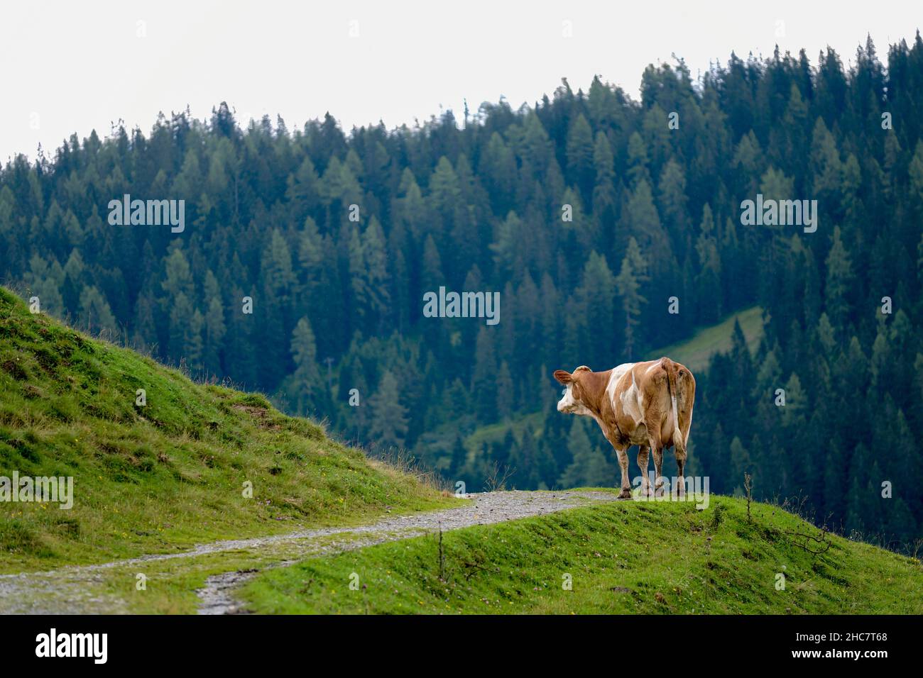 Cows on Alpine Pasture in the Austrian Alps in Summer Stock Photo - Alamy