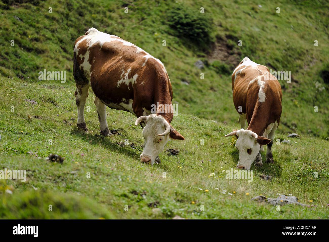 Cows on Alpine Pasture in the Austrian Alps in Summer Stock Photo - Alamy