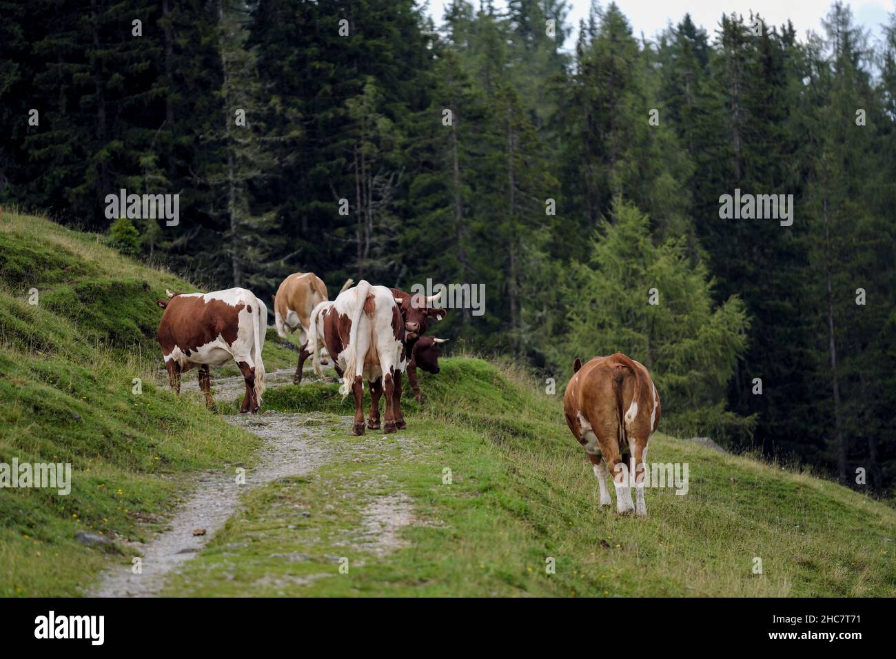 Cows on Alpine Pasture in the Austrian Alps in Summer Stock Photo - Alamy