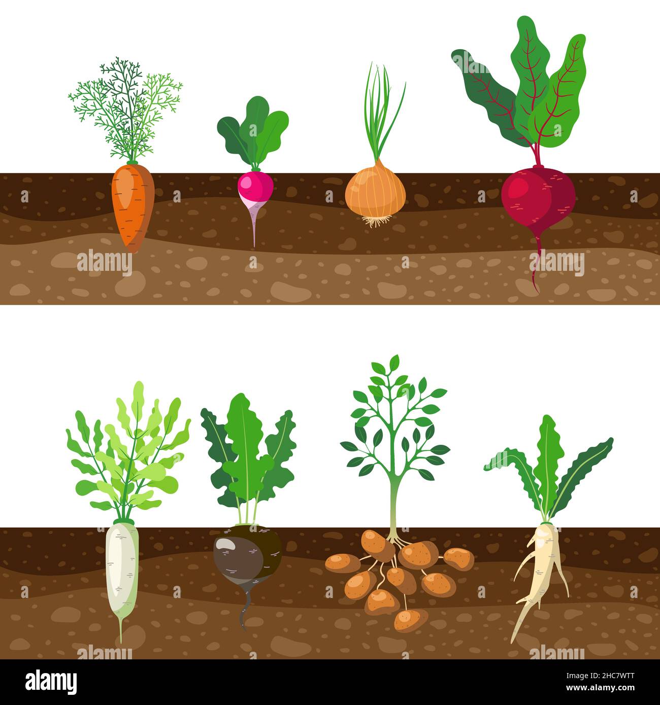 Carrot Underground High Resolution Stock Photography and Images - Alamy