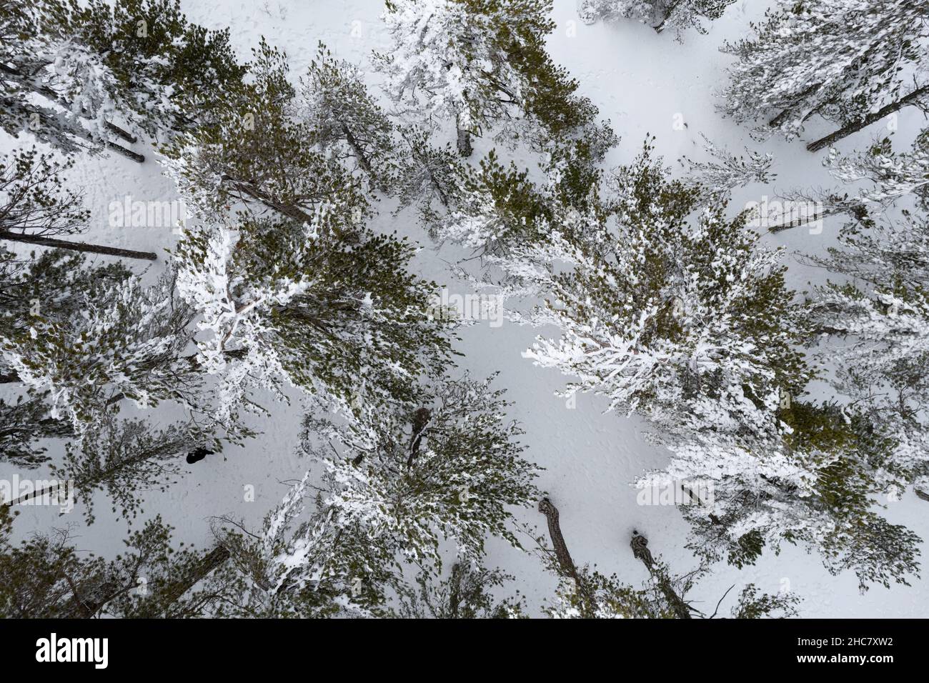 Drone aerial scenery treetops covered in snow in snowy forest Stock ...