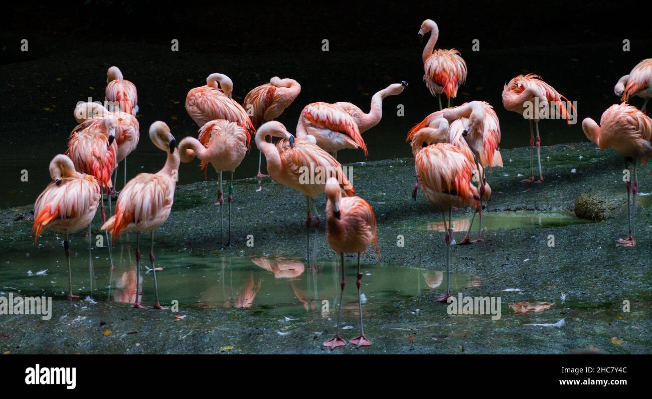 Group of flamingos in their habitat Stock Photo - Alamy