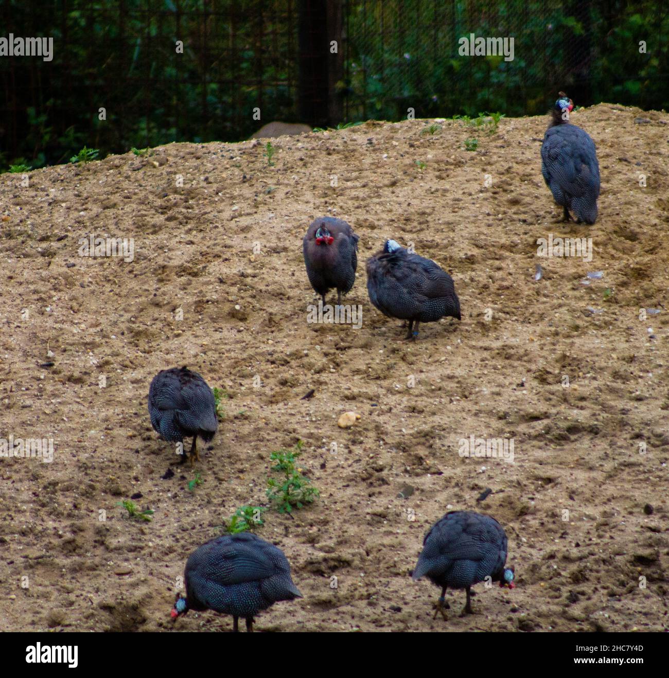 Group of guineafowl in their habitat Stock Photo - Alamy