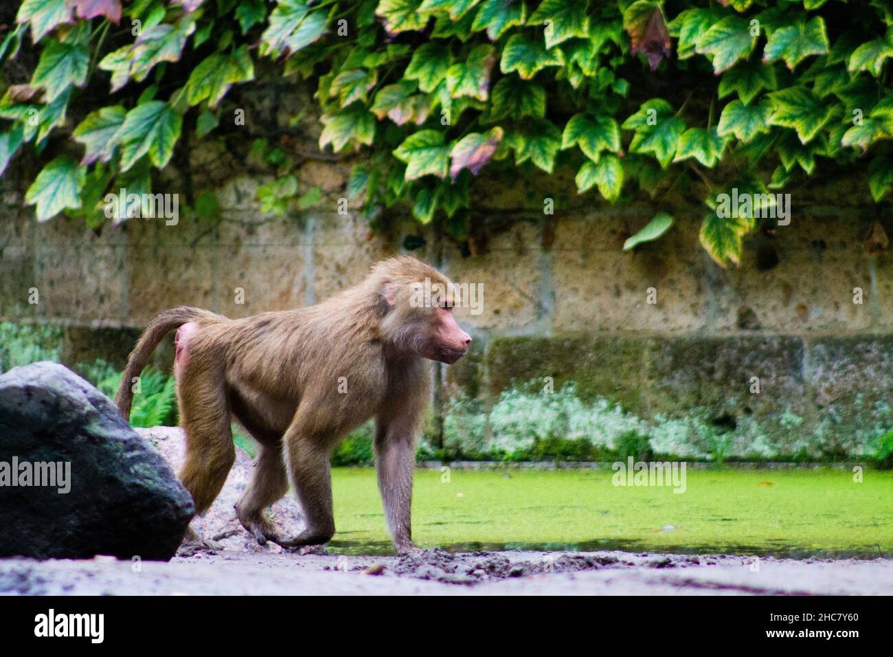 Female hamadryas baboon in a zoo Stock Photo - Alamy