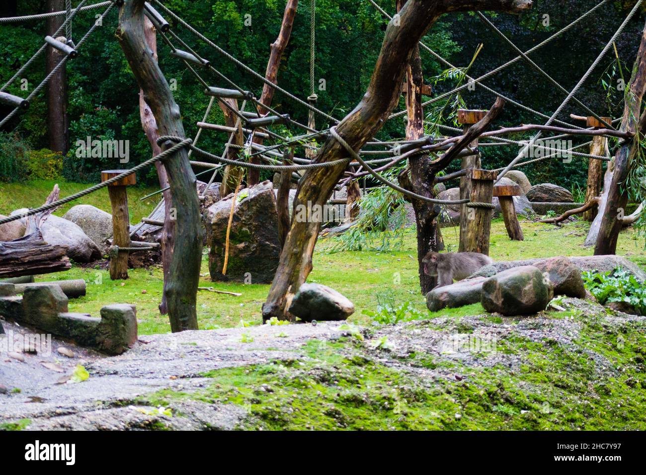 Monkey habitat hi-res stock photography and images - Alamy