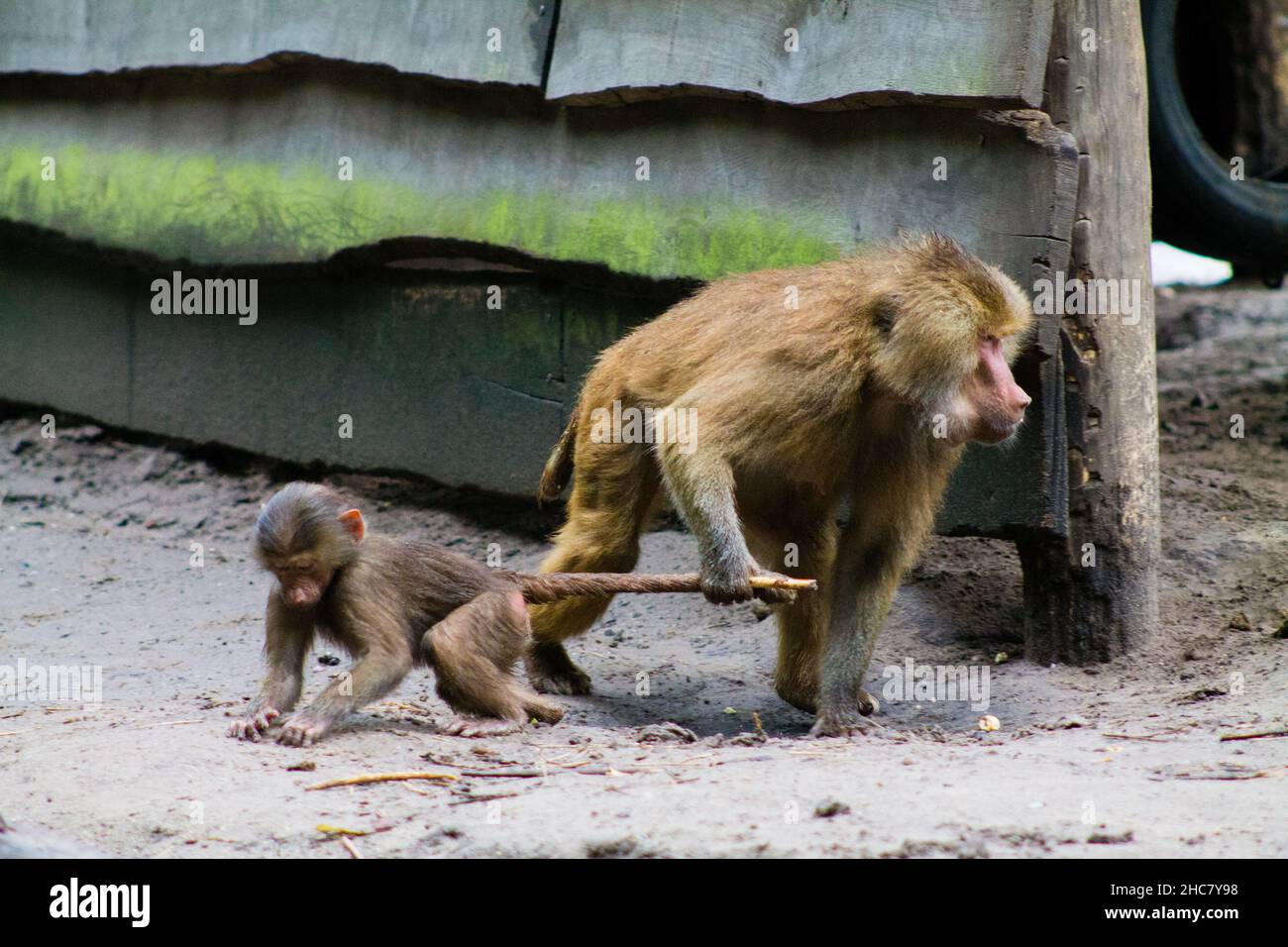 Female hamadryas baboon with an infant in a zoo Stock Photo - Alamy