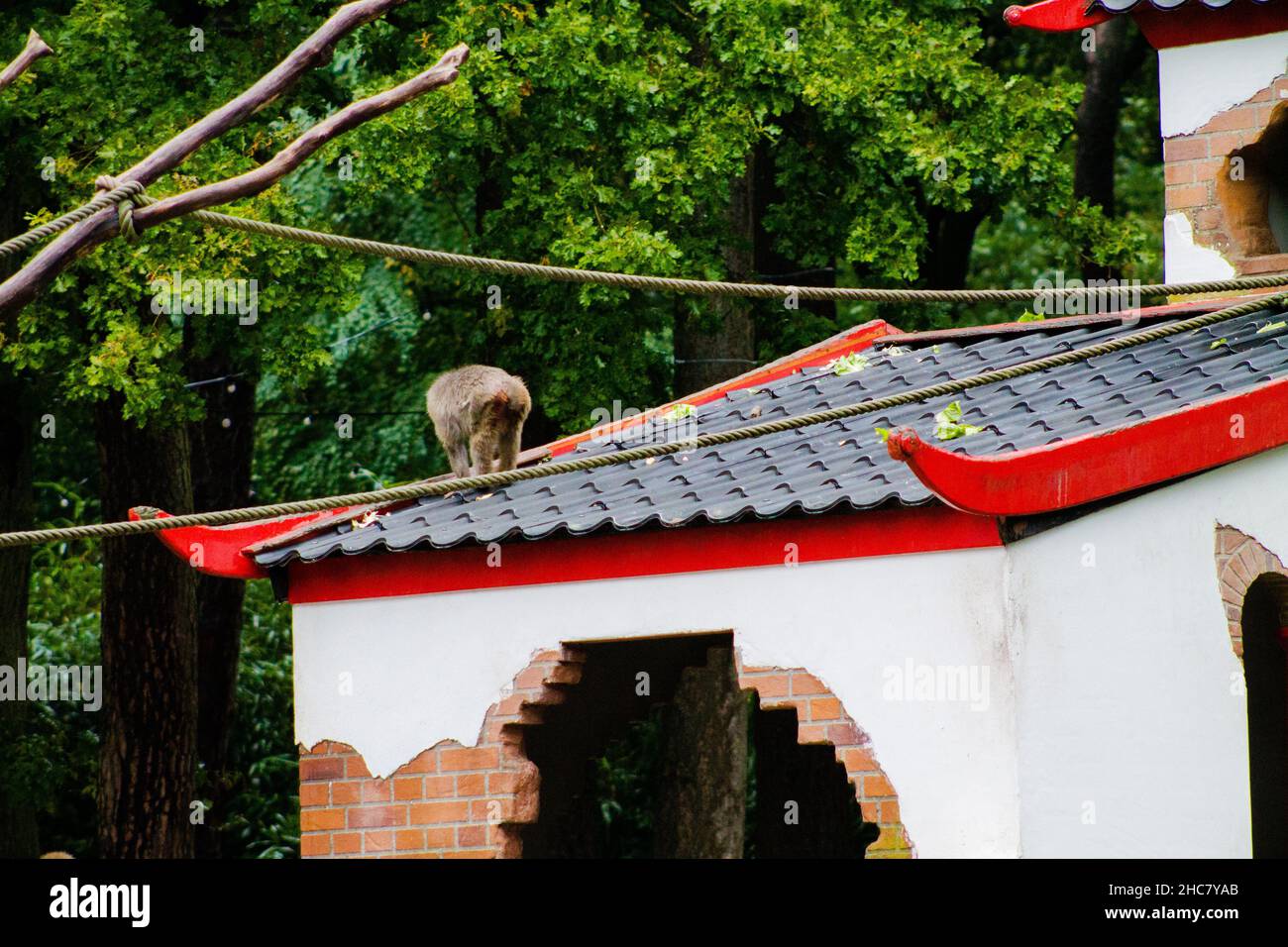 Monkey on a roof in a zoo Stock Photo - Alamy
