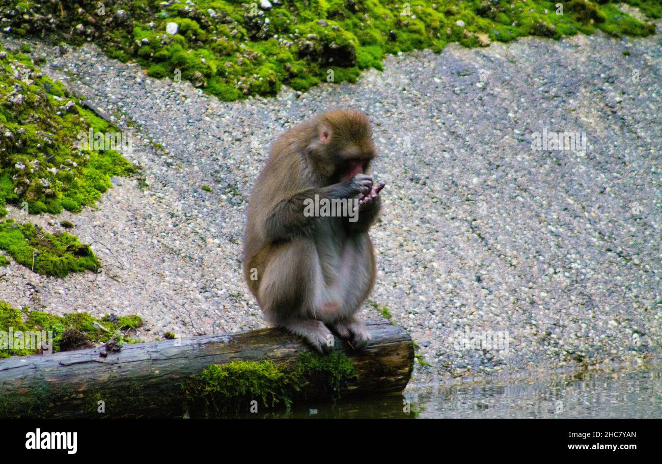 Cute monkey sitting on a log by a pond Stock Photo - Alamy