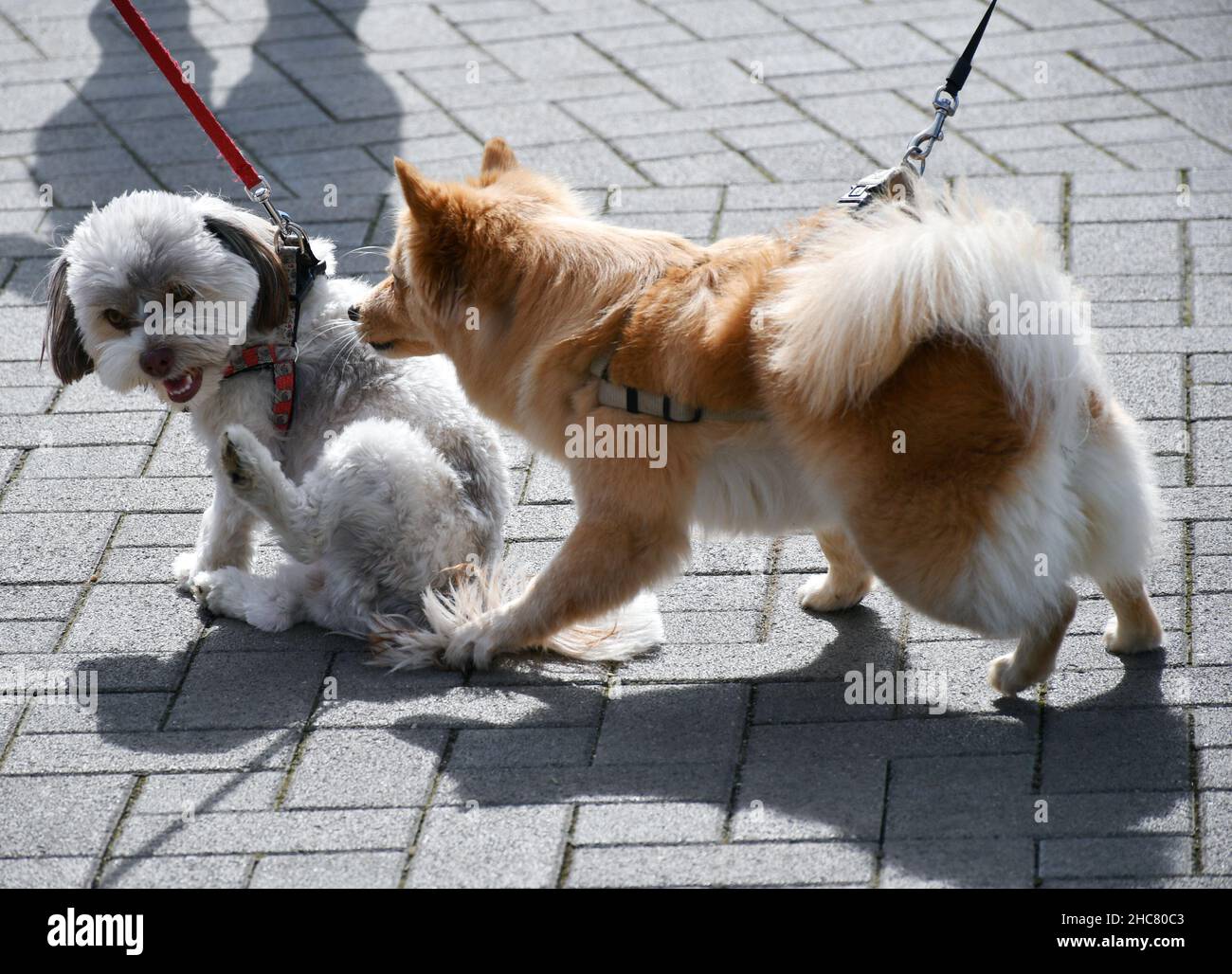 Puppy making friends hi-res stock photography and images - Alamy
