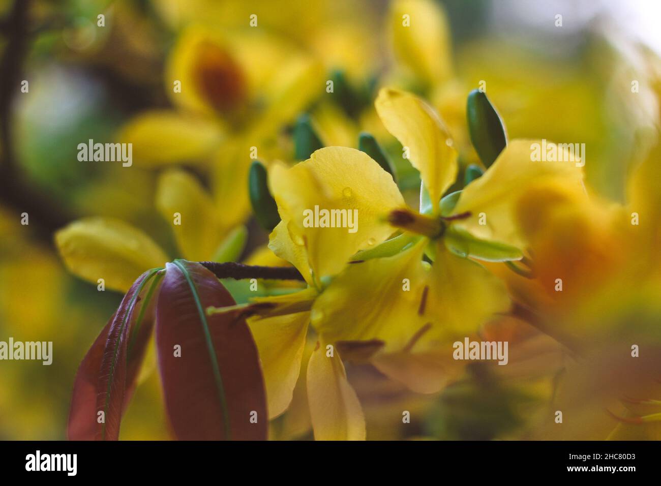 Yellow Mai Flower (Hoa Mai), the blossom is considered the ...
