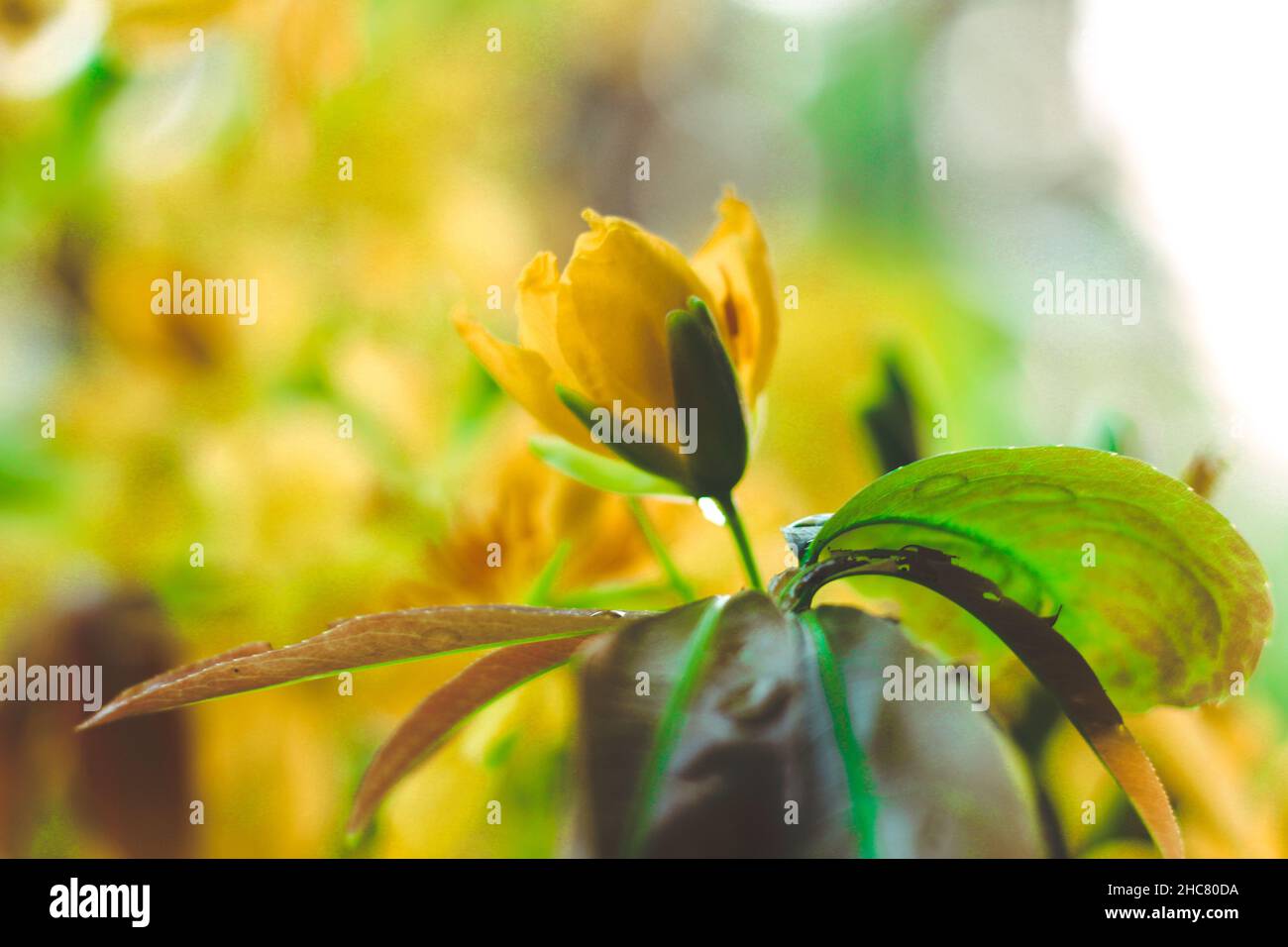 Yellow Mai Flower (Hoa Mai), the blossom is considered the ...