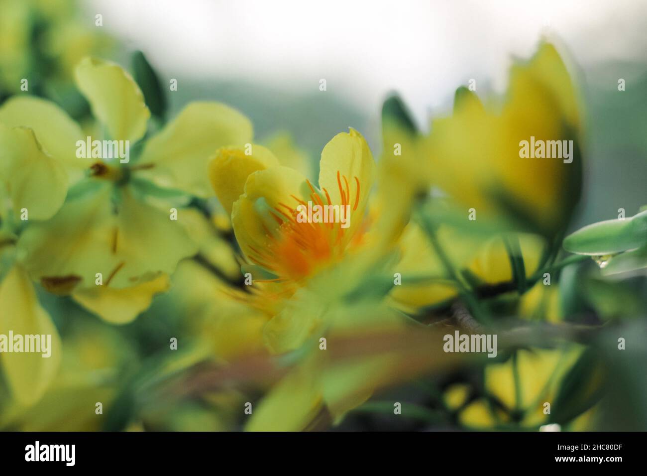 Yellow Mai Flower (Hoa Mai), the blossom is considered the ...