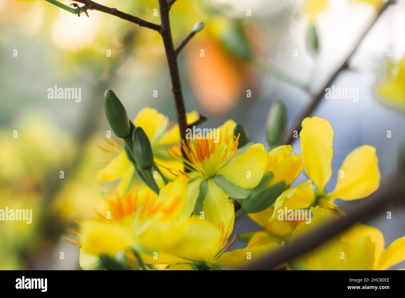 Vietnamese beauty hi-res stock photography and images - Alamy