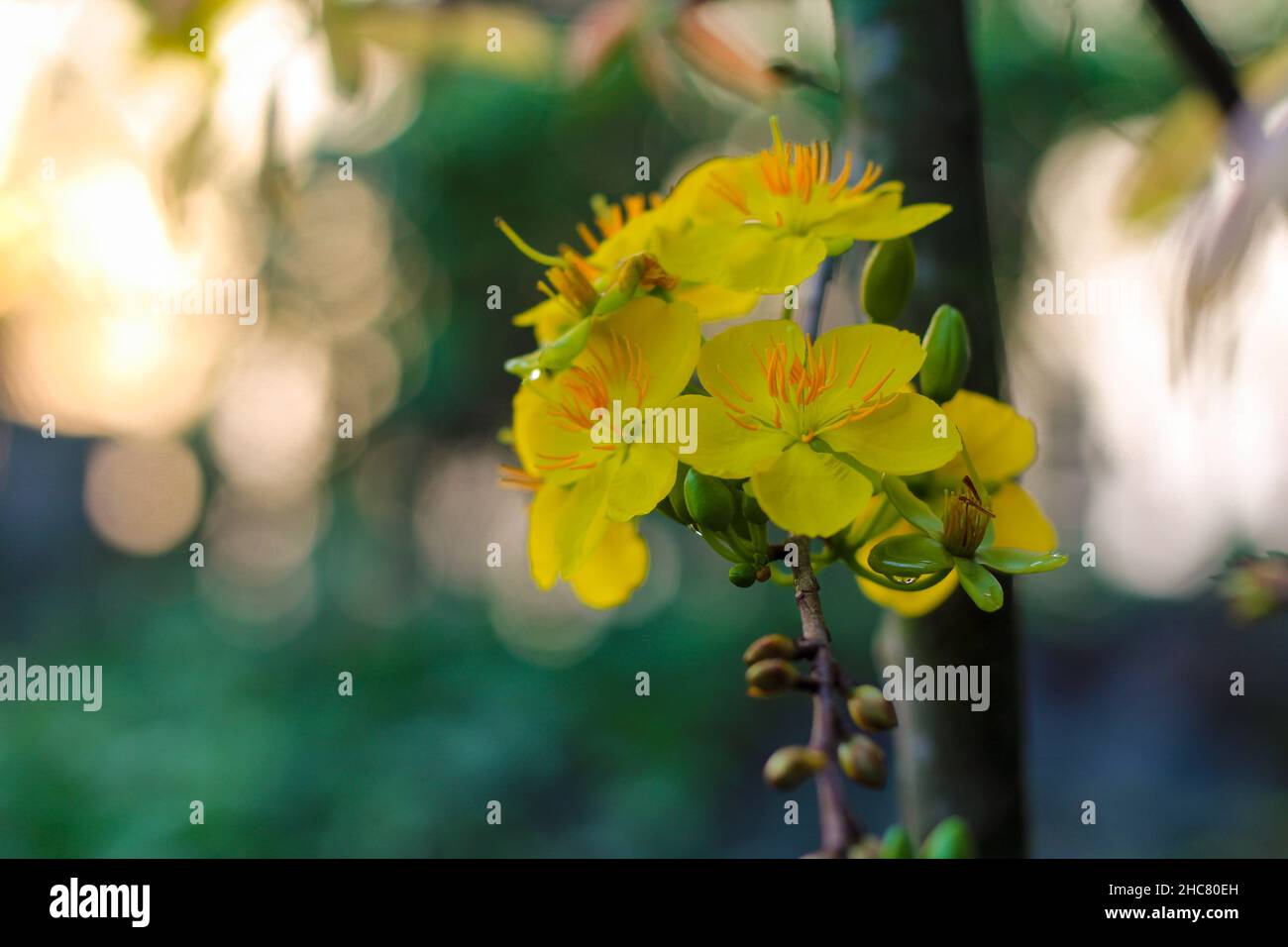 Yellow Mai Flower (Hoa Mai), the blossom is considered the ...