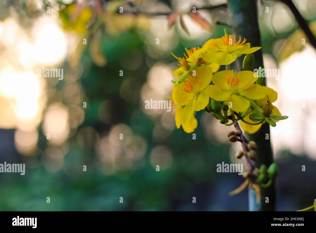 Yellow Mai Flower (Hoa Mai), the blossom is considered the ...