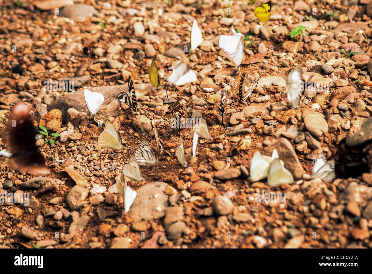 Butterflies insect flying around the salt in nature environment forest ...