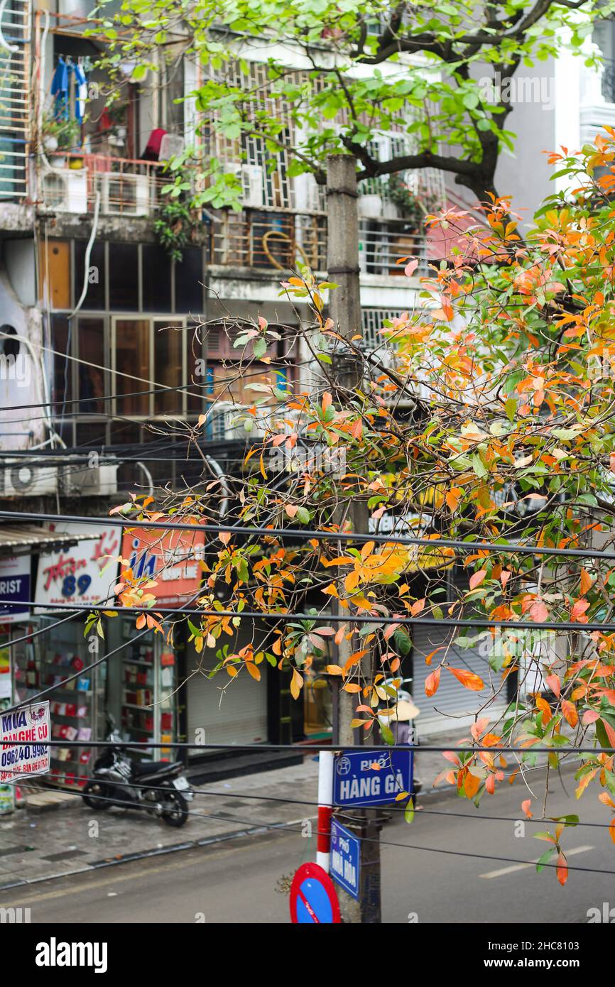 Hanoi Flower Street Of Vietnam Stock Photo - Alamy