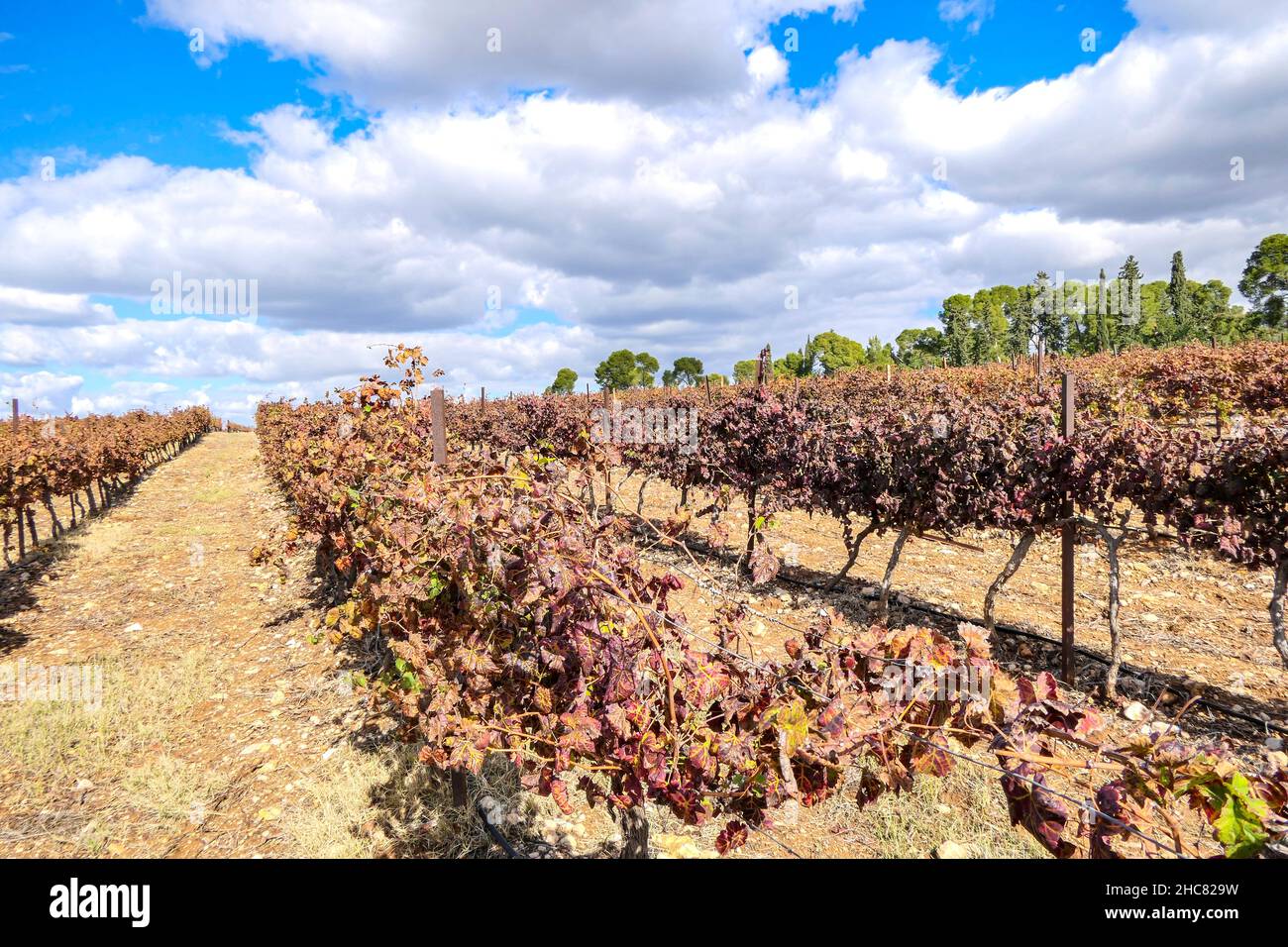 View of the rows of grape bushes with colorful autumn leaves in the ...