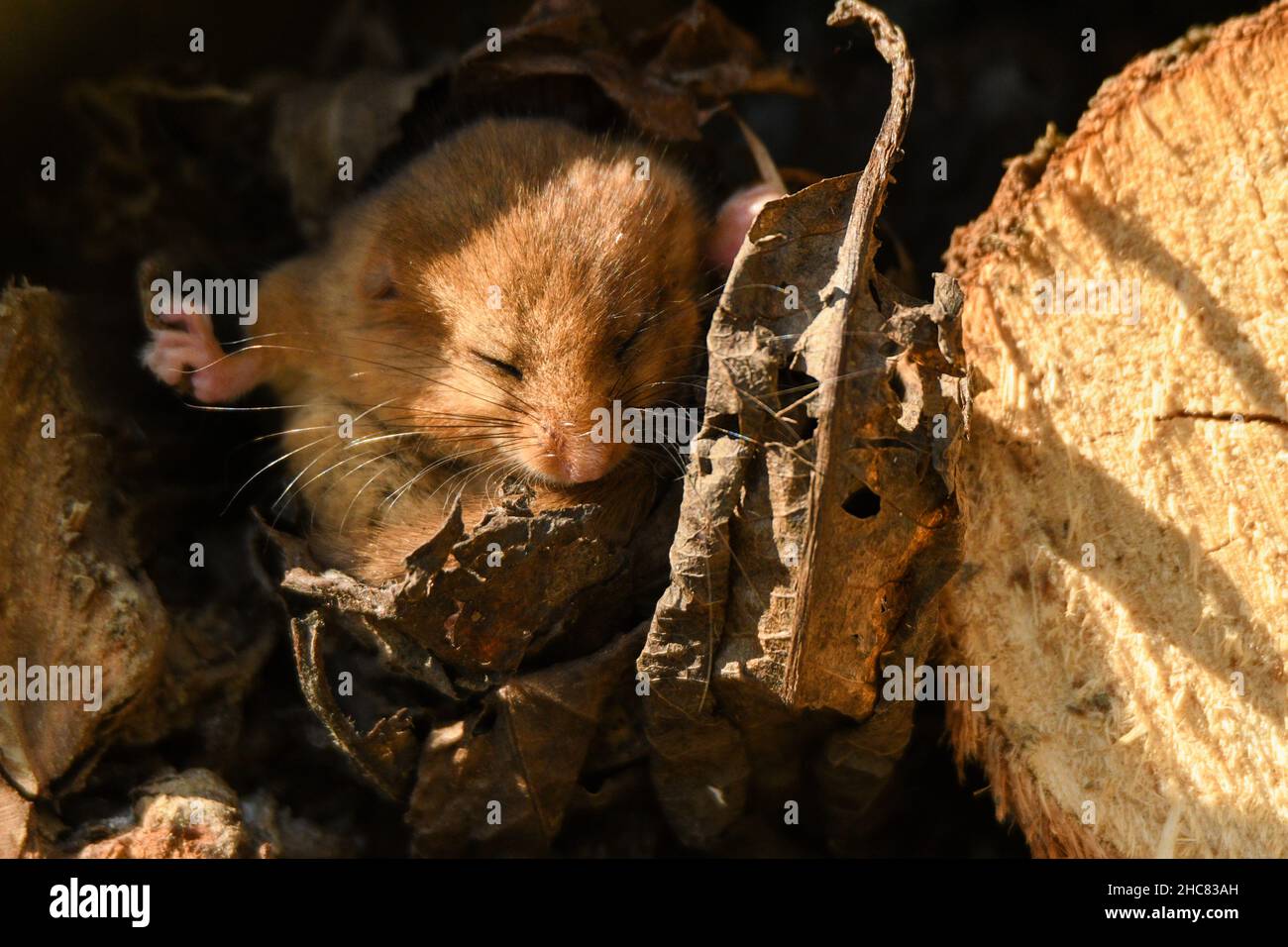 Hibernation mouse hi-res stock photography and images - Alamy